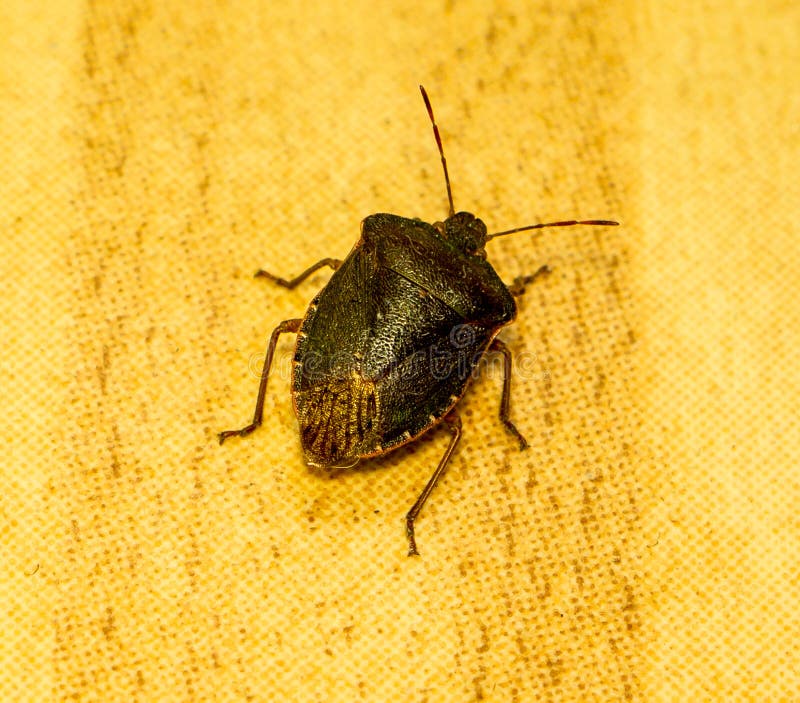 INSECTE VERT De PUANTEUR (viridula De Nezara) Photo stock - Image du ...