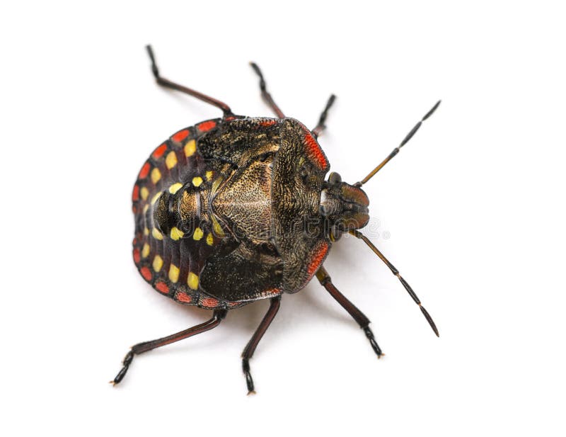 Insecte Puant Vert Sur Une Feuille L'insecte Puant Vert Ou L'insecte ...