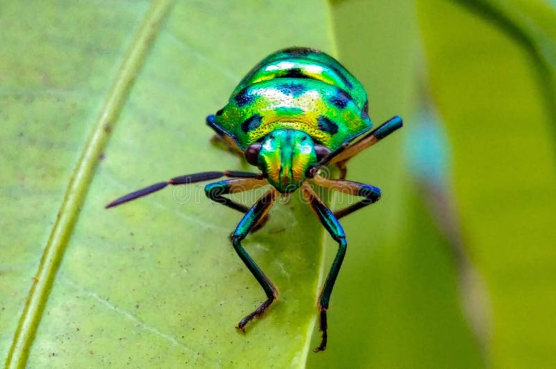 Insecten stock foto. Image of kleurrijk, mooi, insecten - 113109614