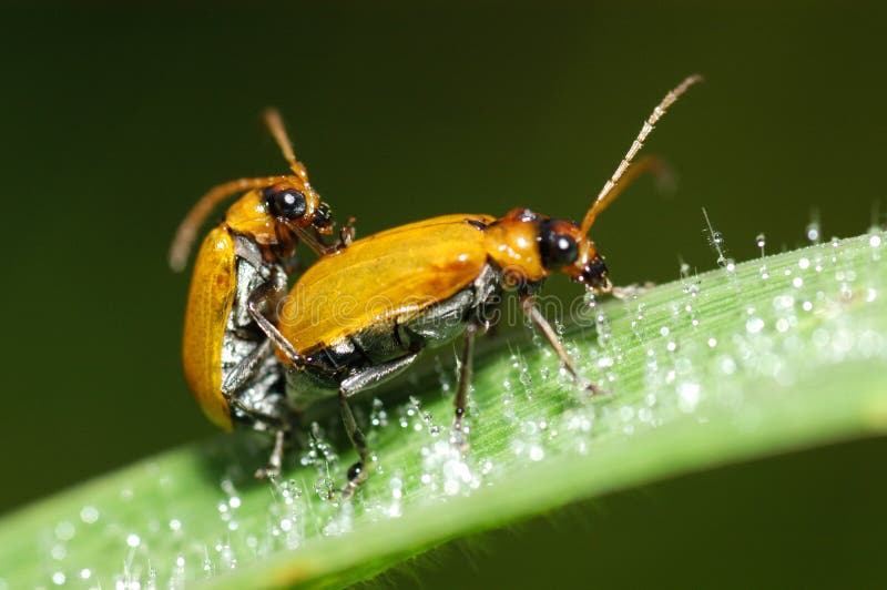 Insecten stock afbeelding. Image of geel, nave, tuinen - 875007