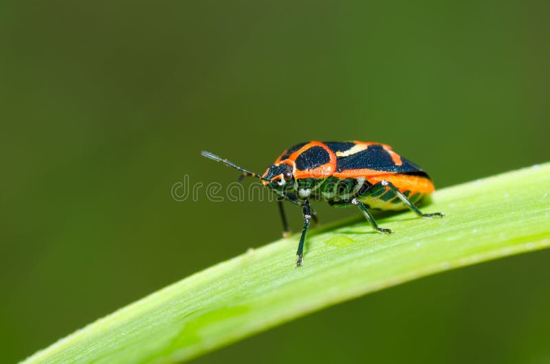 Insecten op het gras stock afbeelding. Image of japan - 41854419