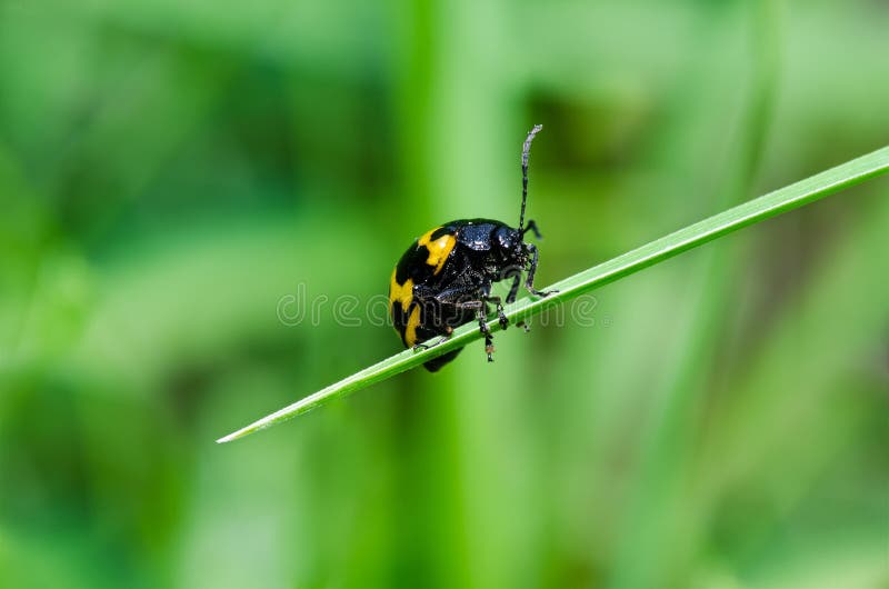 Insecten op het gras stock foto. Image of dier, beeld - 42608020