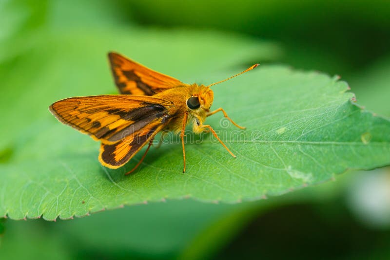 Insecten, Vlinder, Motten, Insect Stock Afbeelding - Image of groen ...