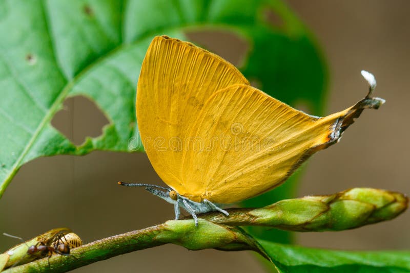 Insecten, Vlinder, Motten, Insect Stock Afbeelding - Image of tuin ...