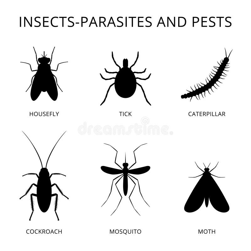 Insecten, Parasieten En Plagen 2 Vector Illustratie - Illustration of ...