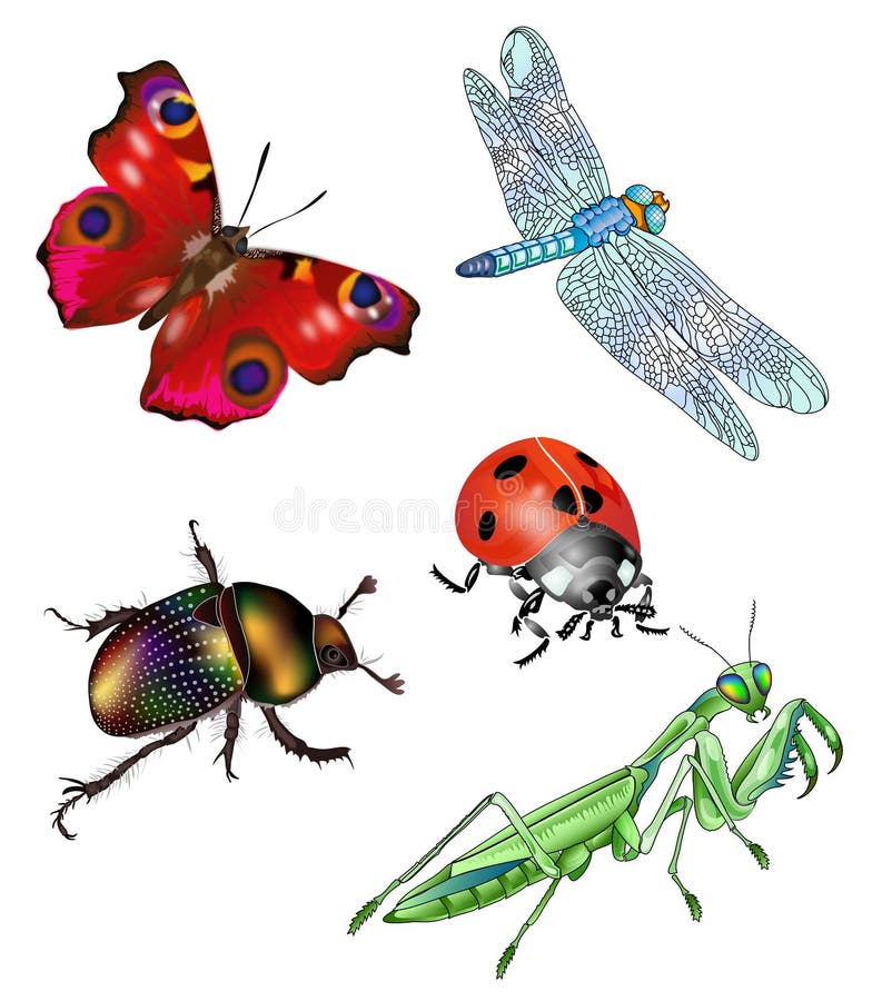 Ensemble D'insectes D'isolement Avec Des Ombres Illustration de Vecteur ...