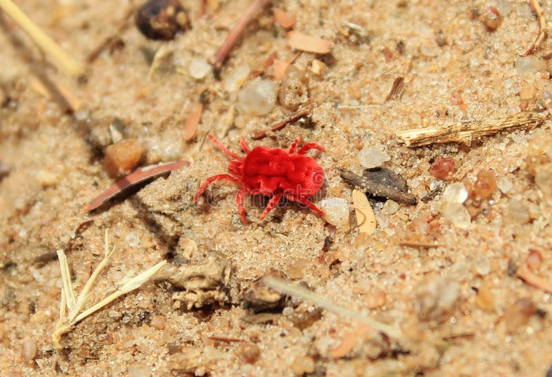 Insectes Africains De Couleur - Coutil Rouge De Velours Image stock ...