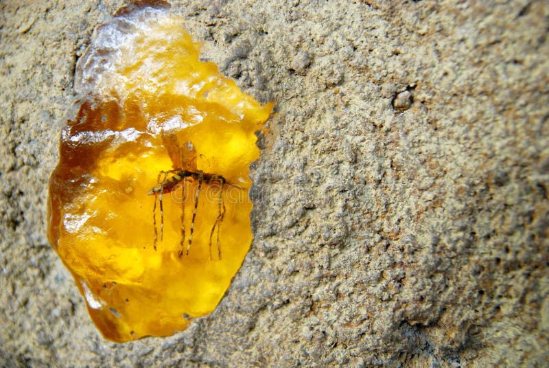 Insectes ambrés image stock. Image du arbre, nature, couleurs - 28938075