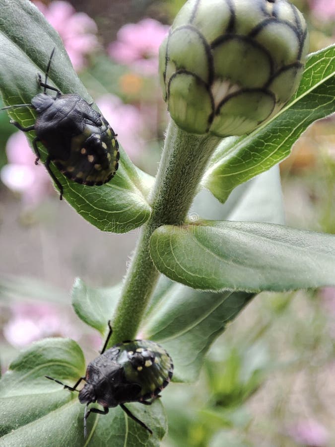 Insectes Dans Les Fleurs Des Arbres Zinia Image stock - Image du ...