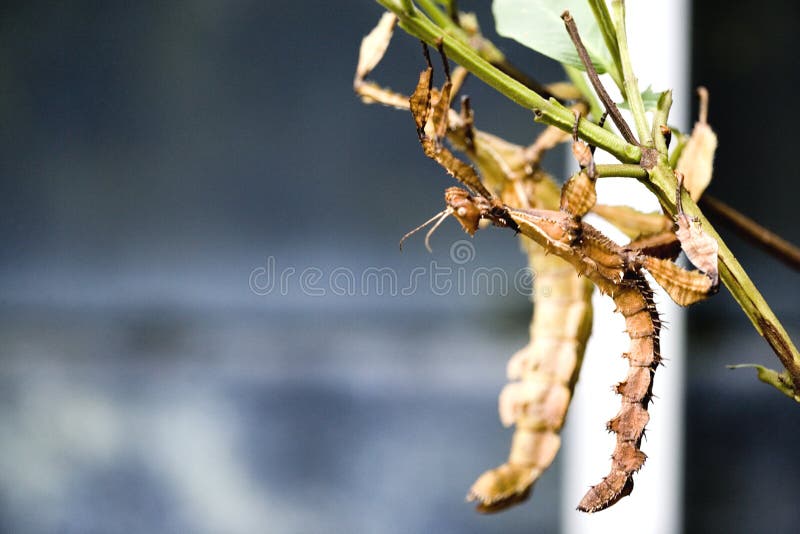 Insectes De Bâton De Marche Photo stock - Image du bâton, promenade ...