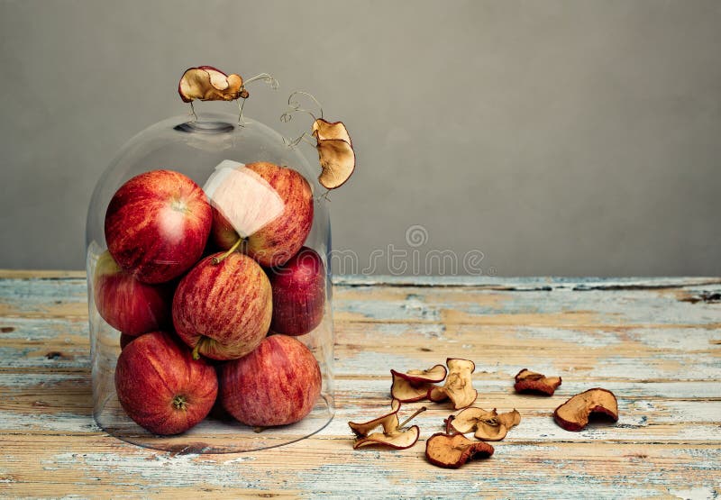 Insectes de fruit photo stock. Image du dôme, glace, durée - 40840928