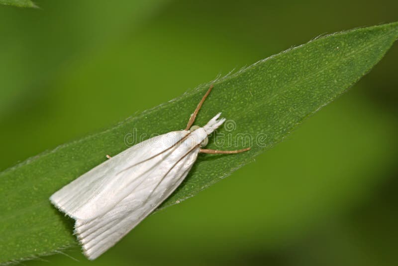 Insectes de mite image stock. Image du mite, nature, matériau - 28427395