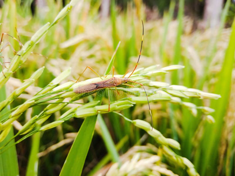 Insectes de riz photo stock. Image du normal, jardin - 163635516