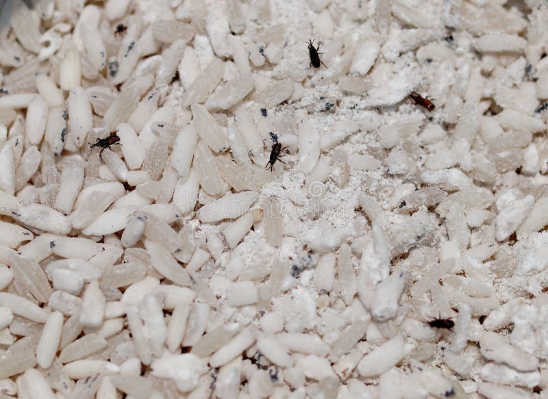 Insectes de riz photo stock. Image du collecte, infecté - 53853316