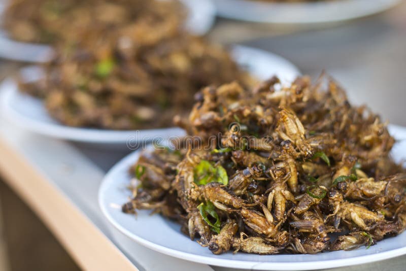 Plat des insectes frits image stock. Image du cuisine - 33368745