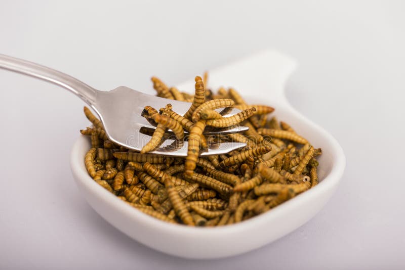 Insectes frits, molitors image stock. Image du cuisinier - 64582143