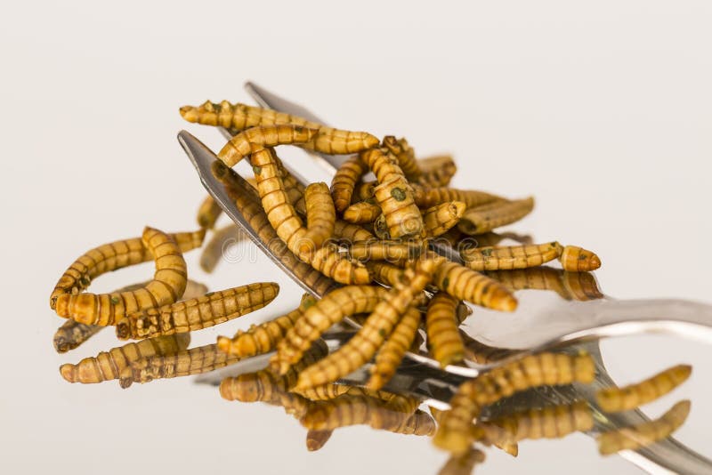 Insectes frits, molitors image stock. Image du asie, coléoptère - 64582481