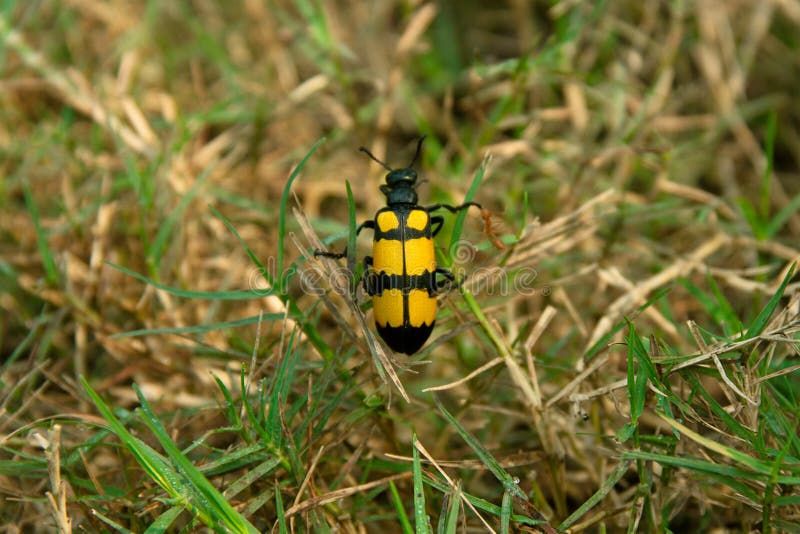 Insecte noir jaune d'herbe image stock. Image of marche - 49370377