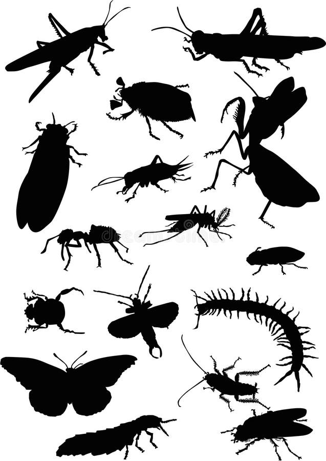 Ensemble D'insectes D'isolement Avec Des Ombres Illustration de Vecteur ...
