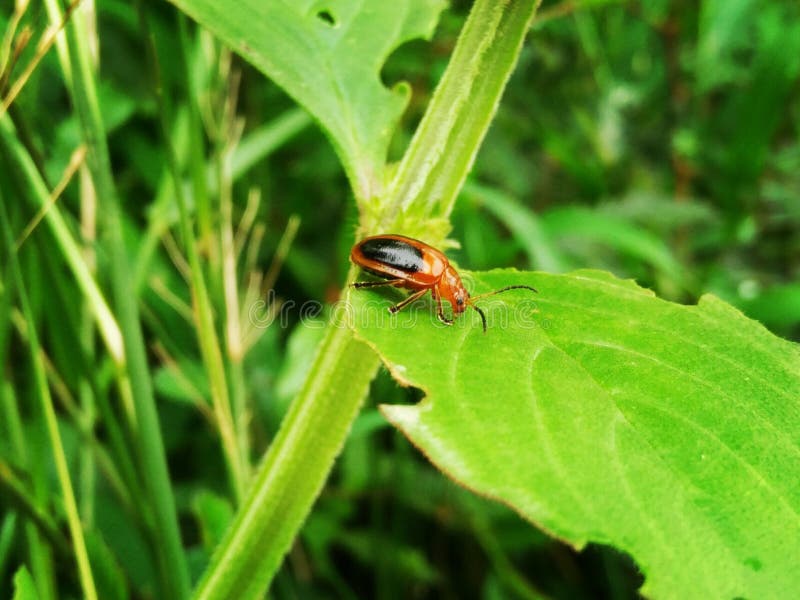 Insectes rouges photo stock. Image du macro, parasite - 32035310