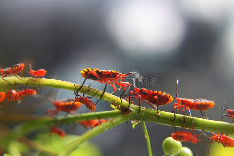 Insectes rouges photo stock. Image du macro, parasite - 32035310