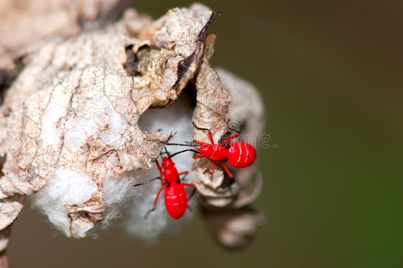 Insectes Rouges Sur La Capsule De Coton Photo stock - Image du ailés ...