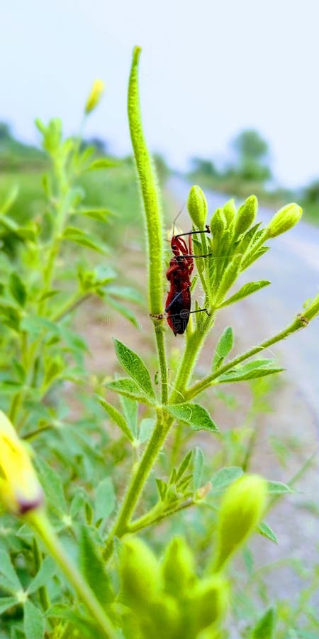 Insectes Sur Les Insectes Verts D'arbre De Plantes Photo stock - Image ...