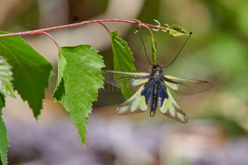 Insectious - Small and Colourful Creatures Stock Image - Image of ...