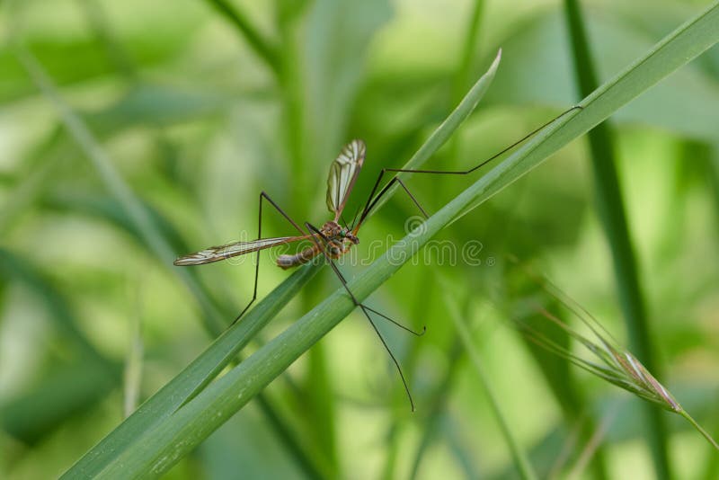 Insectious - Small and Colourful Creatures Stock Photo - Image of ...