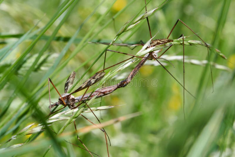 Insectious - Small and Colourful Creatures Stock Photo - Image of ...