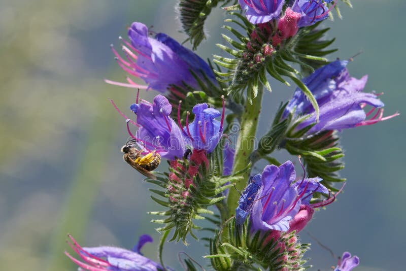 Insectious - Small and Colourful Creatures Stock Image - Image of ...