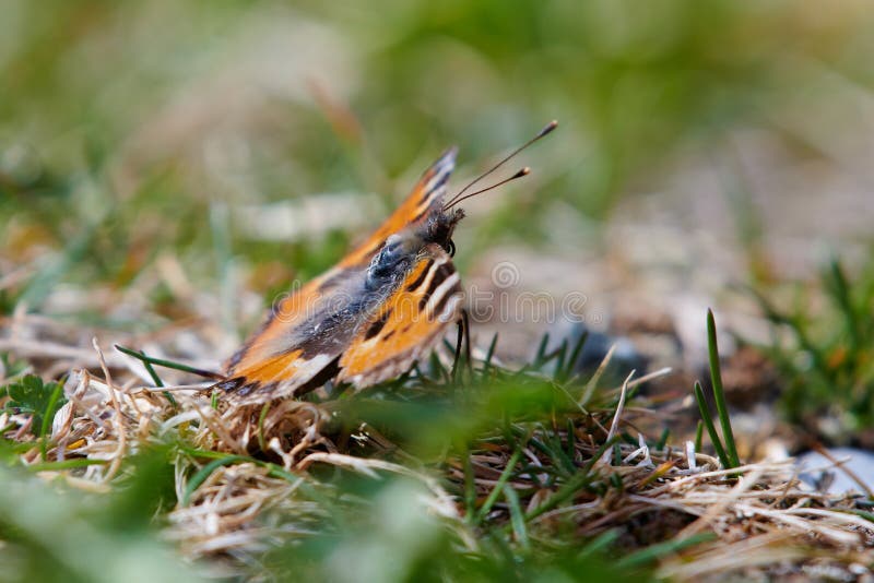Insectious - Small and Colourful Creatures Stock Photo - Image of ...