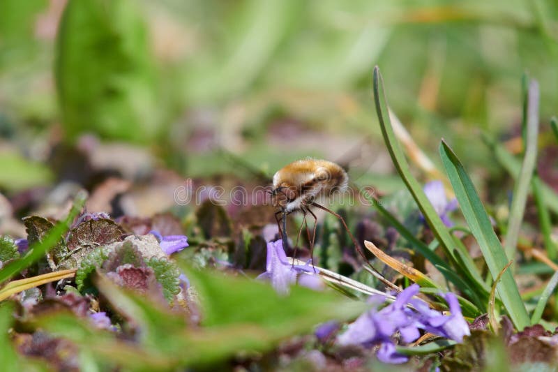 Insectious - Small and Colourful Creatures Stock Image - Image of ...