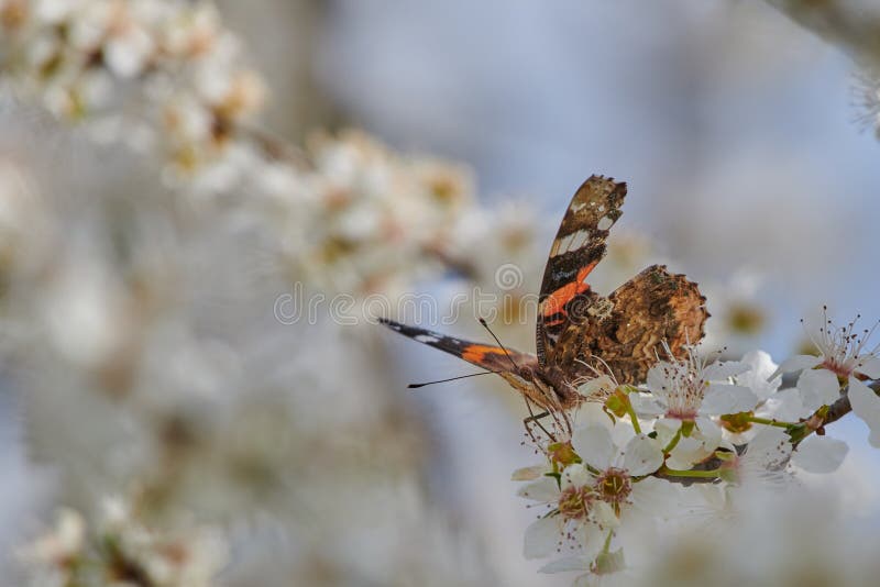 Insectious - Small and Colourful Creatures Stock Photo - Image of ...