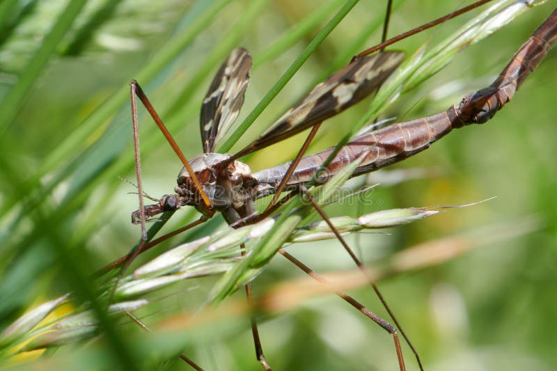 Insectious - Small and Colourful Creatures Stock Image - Image of ...