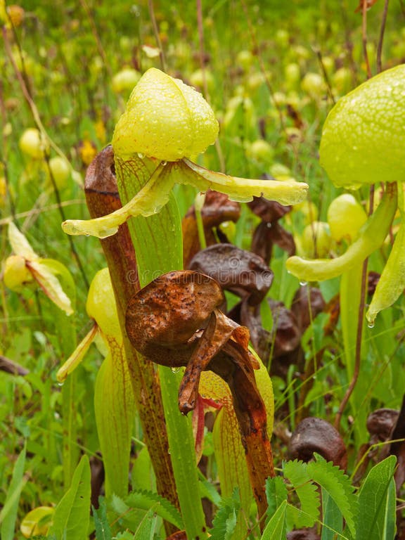 Insectivore Pitcher Plant stock photo. Image of kalmiopsis - 25425174