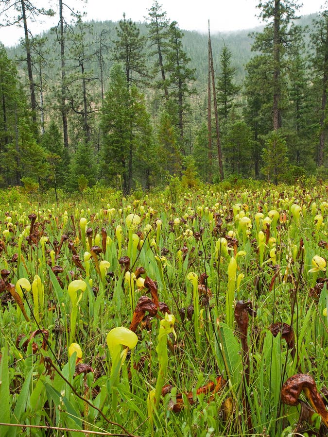 Insectivore Pitcher Plant stock image. Image of californica - 25425177