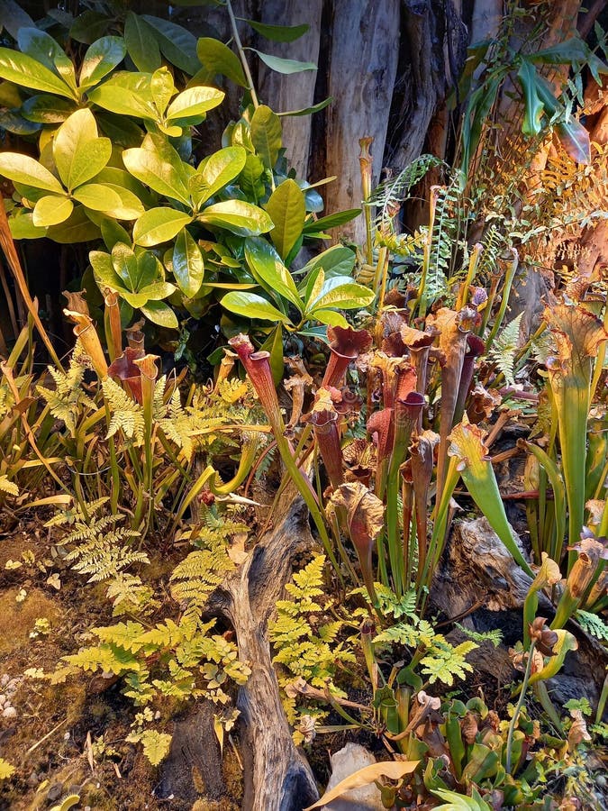 Insectivorous plants stock photo. Image of environment - 362095526