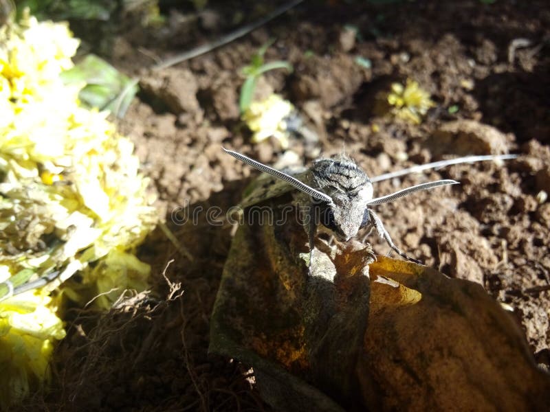 Insecto imagen de archivo. Imagen de miradas, toro, india - 48851227