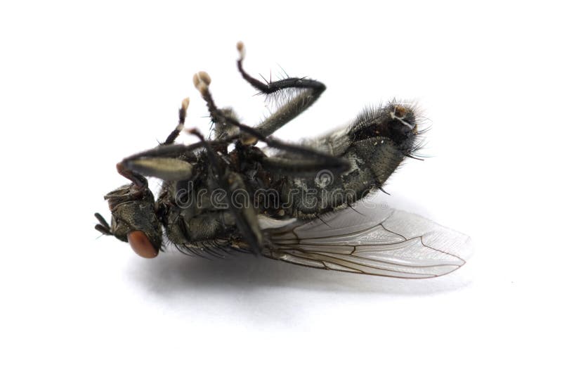Insectos muertos foto de archivo. Imagen de arrastramiento - 8651244