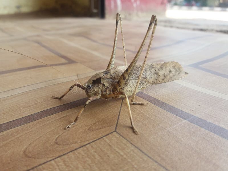 Insecto De Color Rojo En Verde Licencia Imagen de archivo - Imagen de ...