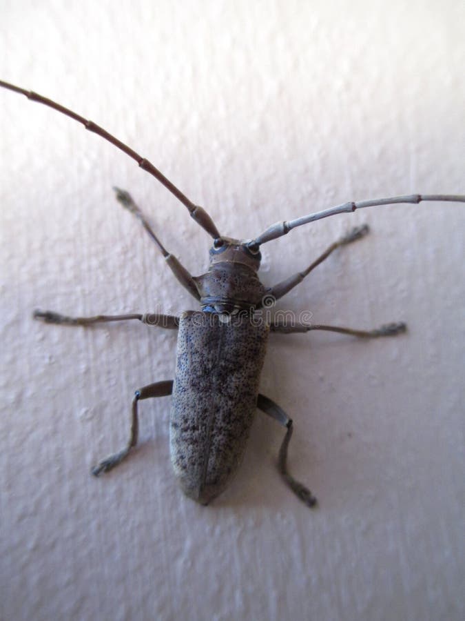 Insecto imagen de archivo. Imagen de insecto, antena - 99797709