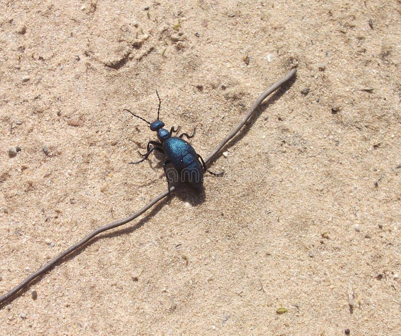 Insecto, Al Aire Libre, Arena, Palillo, Insectos Imagen de archivo ...