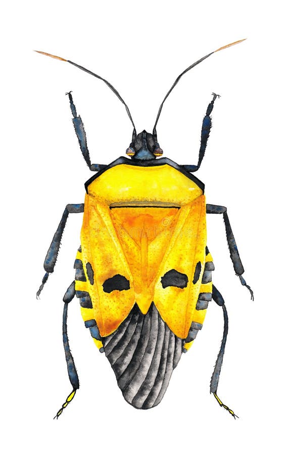 Insecto amarillo stock de ilustración. Ilustración de arte - 37774220