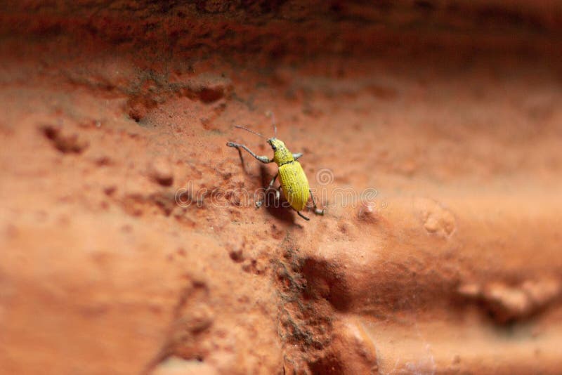 Insecto Amarillo En La Pared Foto de archivo - Imagen de pared, animal ...