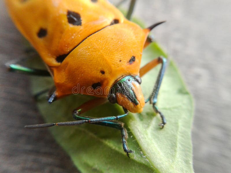Insecto Amarillo En Las Hojas Verdes Imagen de archivo - Imagen de ...