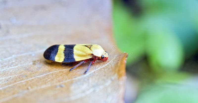 Insecto Amarillo Y Negro En Las Hojas Verdes Imagen de archivo - Imagen ...