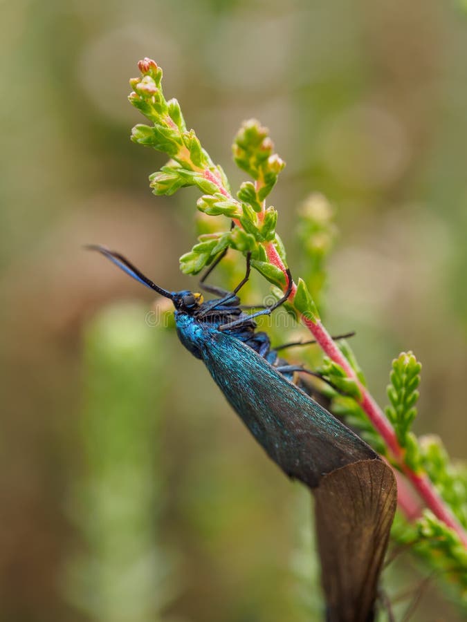 Insecto Azul Con Las Antenas Imagen de archivo - Imagen de cubo, hierba ...