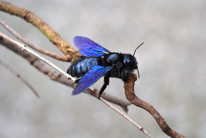 Insecto Azul En Una Rama Seca Imagen de archivo - Imagen de insecto ...