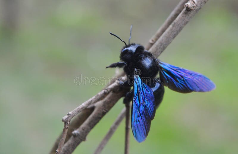 Insecto Azul En Una Rama Seca Imagen de archivo - Imagen de planta ...